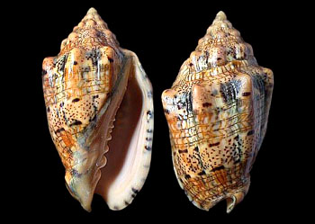 涡螺总科 Volutacea 蓝色动物学（中国动物学科普）